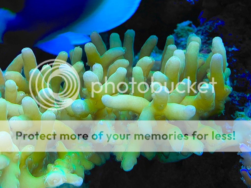 Smooth Skin/ "Deep Water" Acropora - Show 'em off here! | Page 2 ...