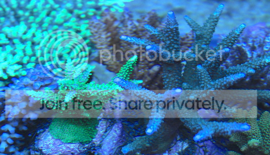 Large Build - Angel Reef | Page 3 | Reef2Reef